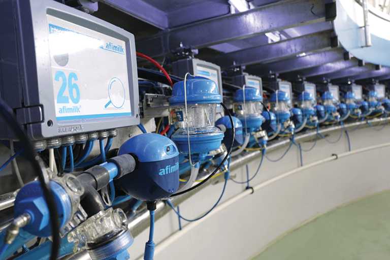 Diagnosing Mastitis and Udder Health | Afimilk