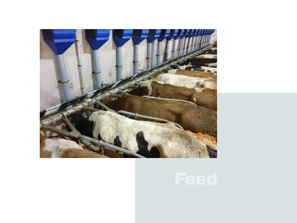 AfiFarm - ultimate tool for dairy farm management | AFIMILK