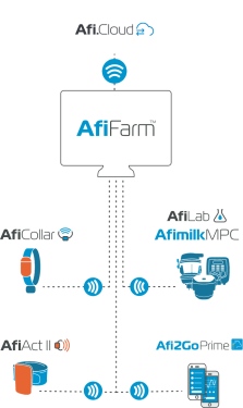 Dairy Herd Management for Improved Results | Afimilk