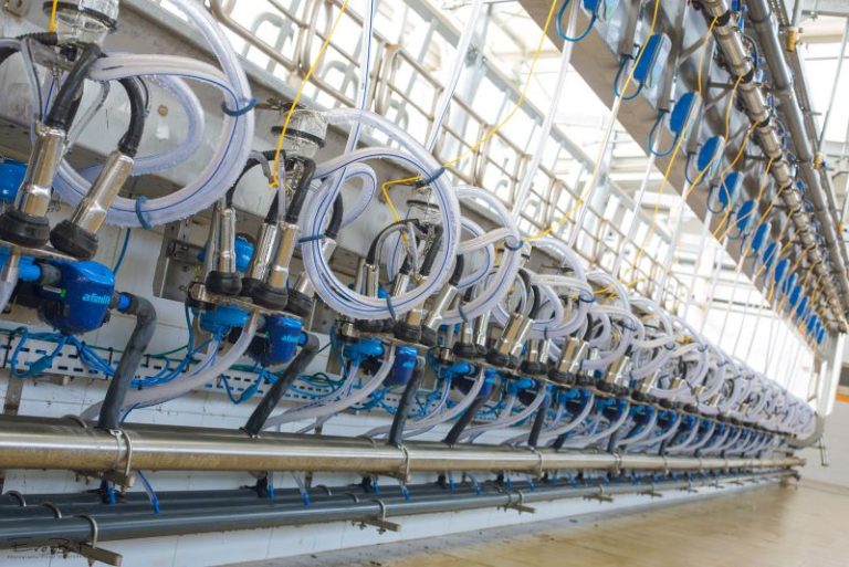 Best Practices For Increased Milking Parlor Revenue | Afimilk